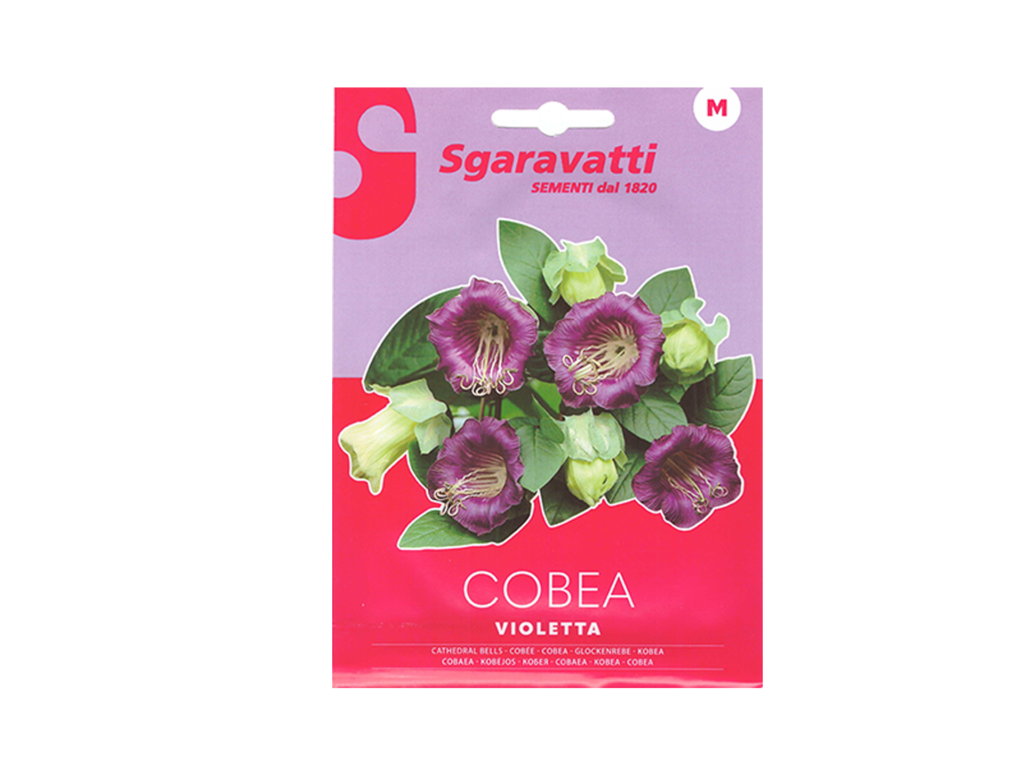Cobea Violetta Flower Seeds - Majama