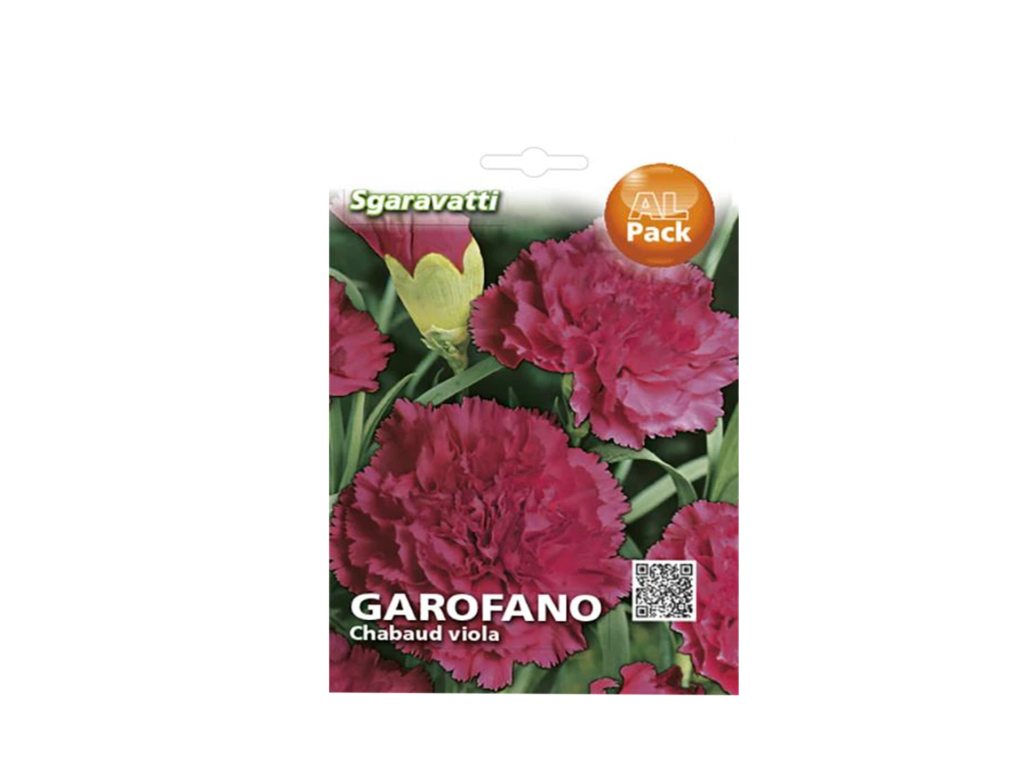 Garofano Purple Flower Seeds - قرنفل بنفسجي - Majama